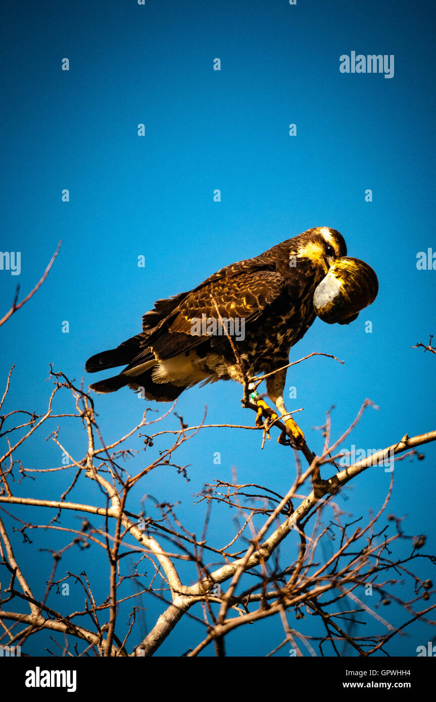 Falcon, hawk in Florida Everglades Stock Photo - Alamy
