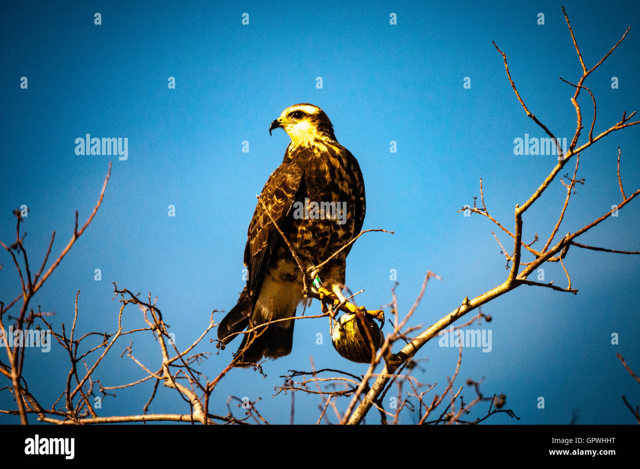 Falcon, hawk in Florida Everglades Stock Photo - Alamy