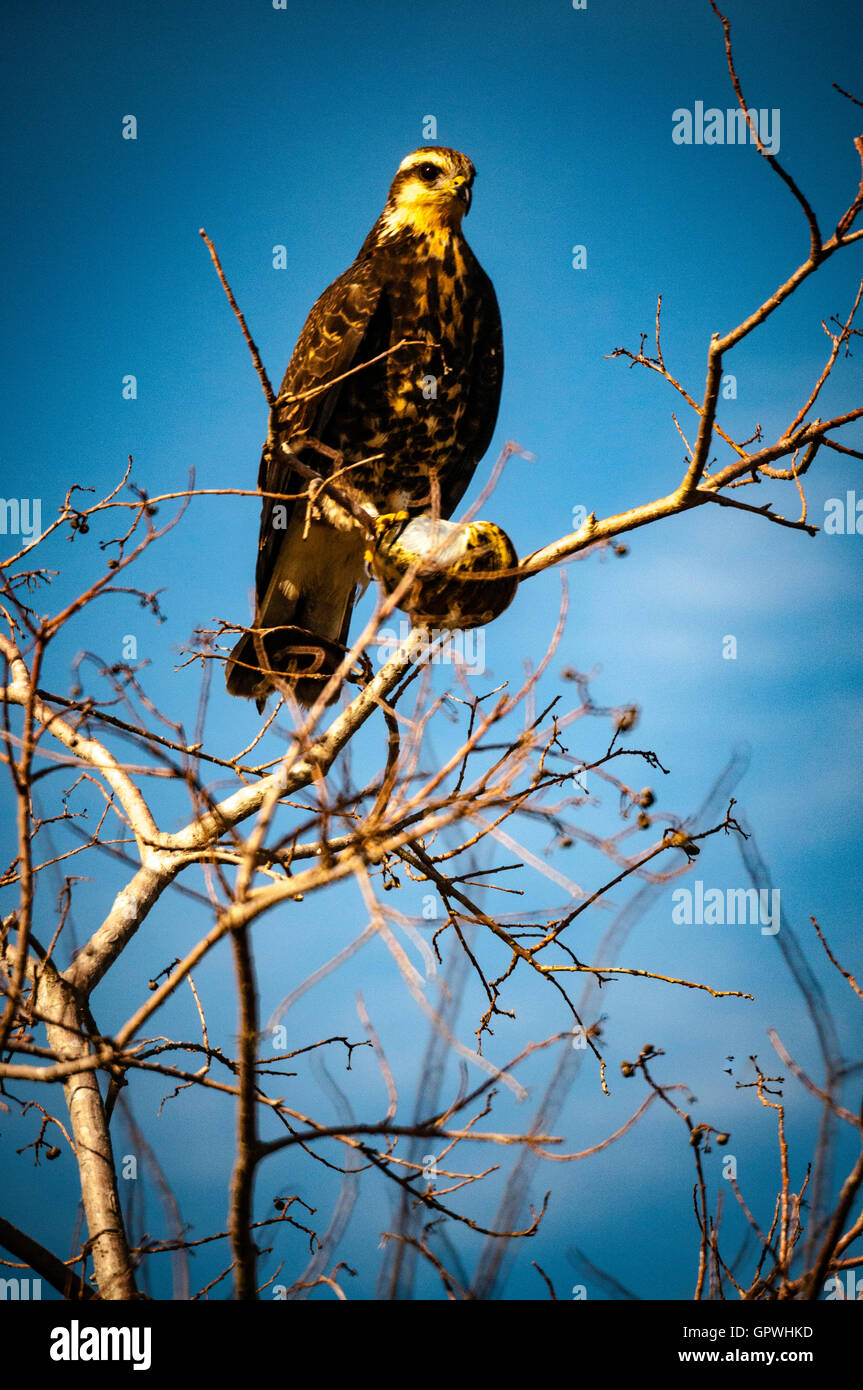 Falcon, hawk in Florida Everglades Stock Photo - Alamy