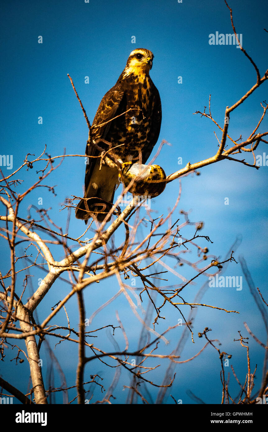 Falcon, hawk in Florida Everglades Stock Photo - Alamy