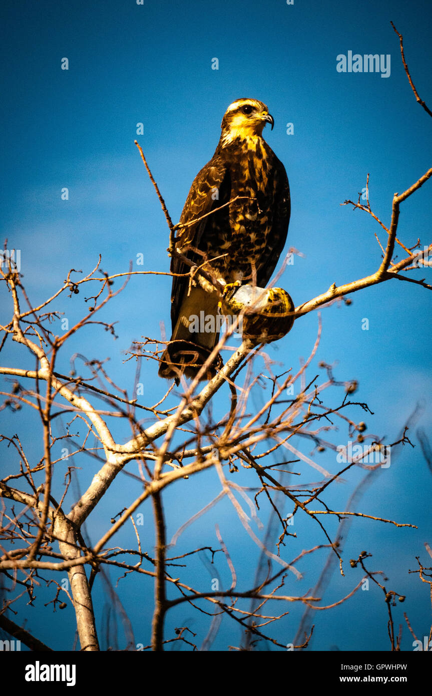 Falcon, hawk in Florida Everglades Stock Photo - Alamy