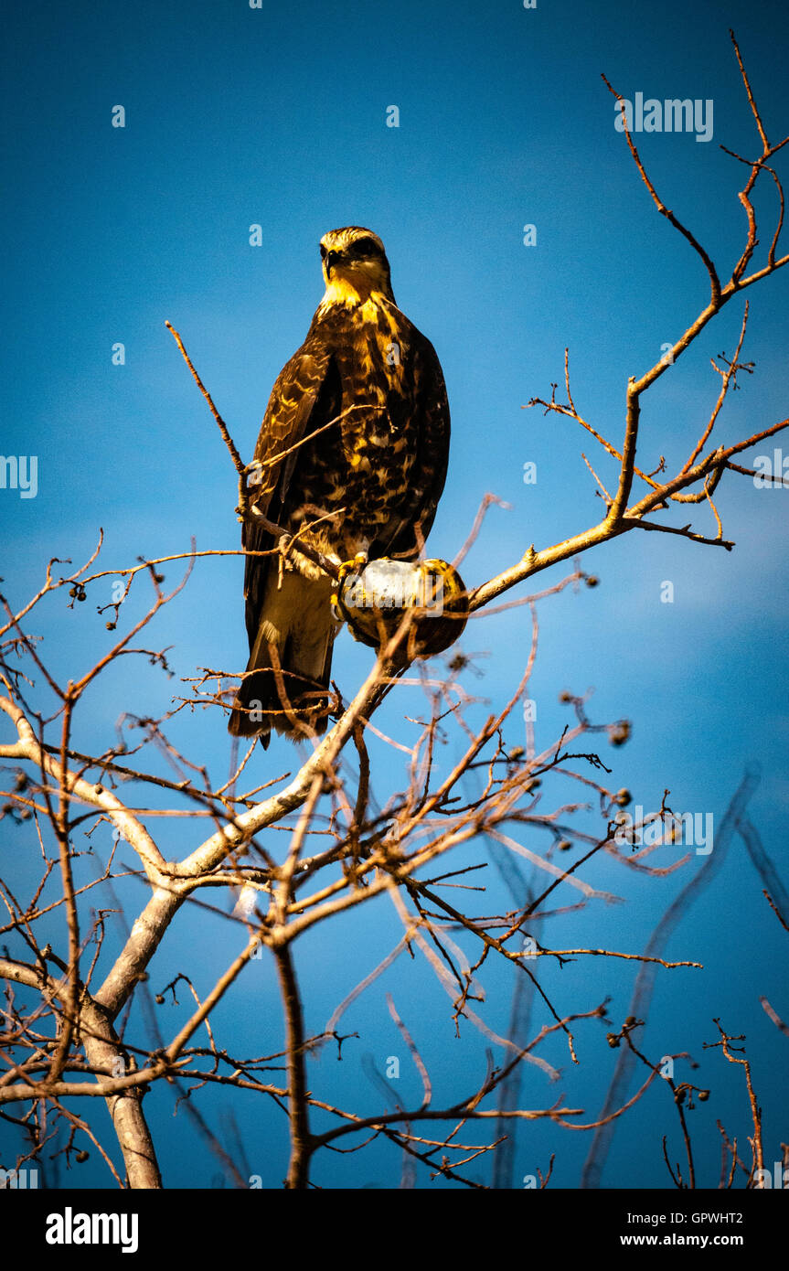 Feeding falcon, hawk in Florida everglades Stock Photo - Alamy