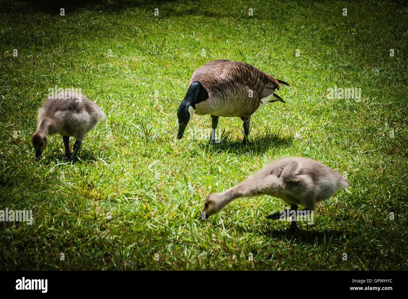 Female duck, geese, with young babies Stock Photo - Alamy