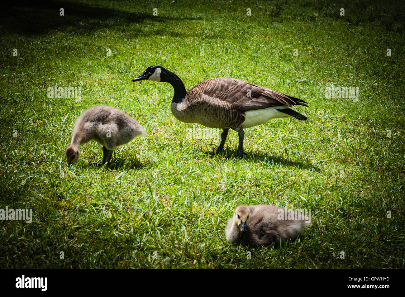 Female duck, geese, with young babies Stock Photo - Alamy