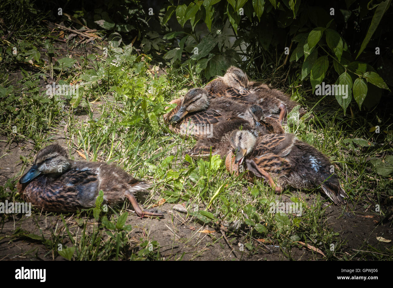 Female duck, geese, with young babies Stock Photo - Alamy