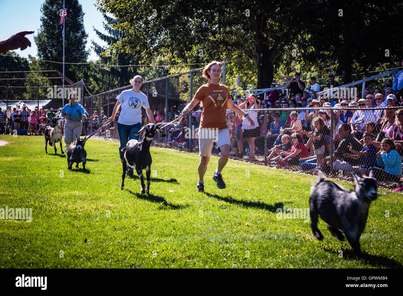 Falmouth Goat races Stock Photo - Alamy