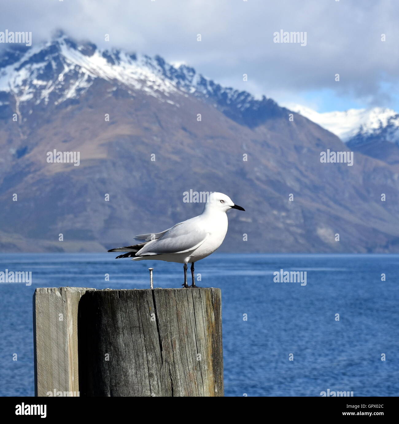 Black-billed seagull standing on a log. Lake and snowy mountains in the ...