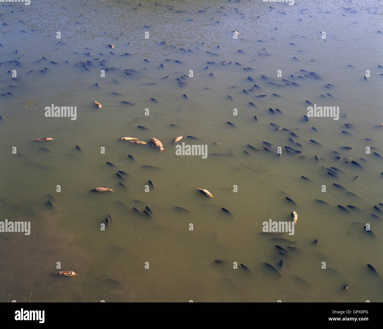 Algae Pollution Dead Fish High Resolution Stock Photography and Images ...