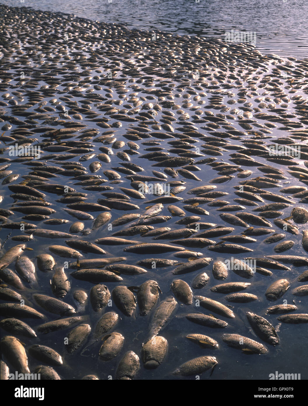 Fish With Barbels High Resolution Stock Photography and Images - Alamy