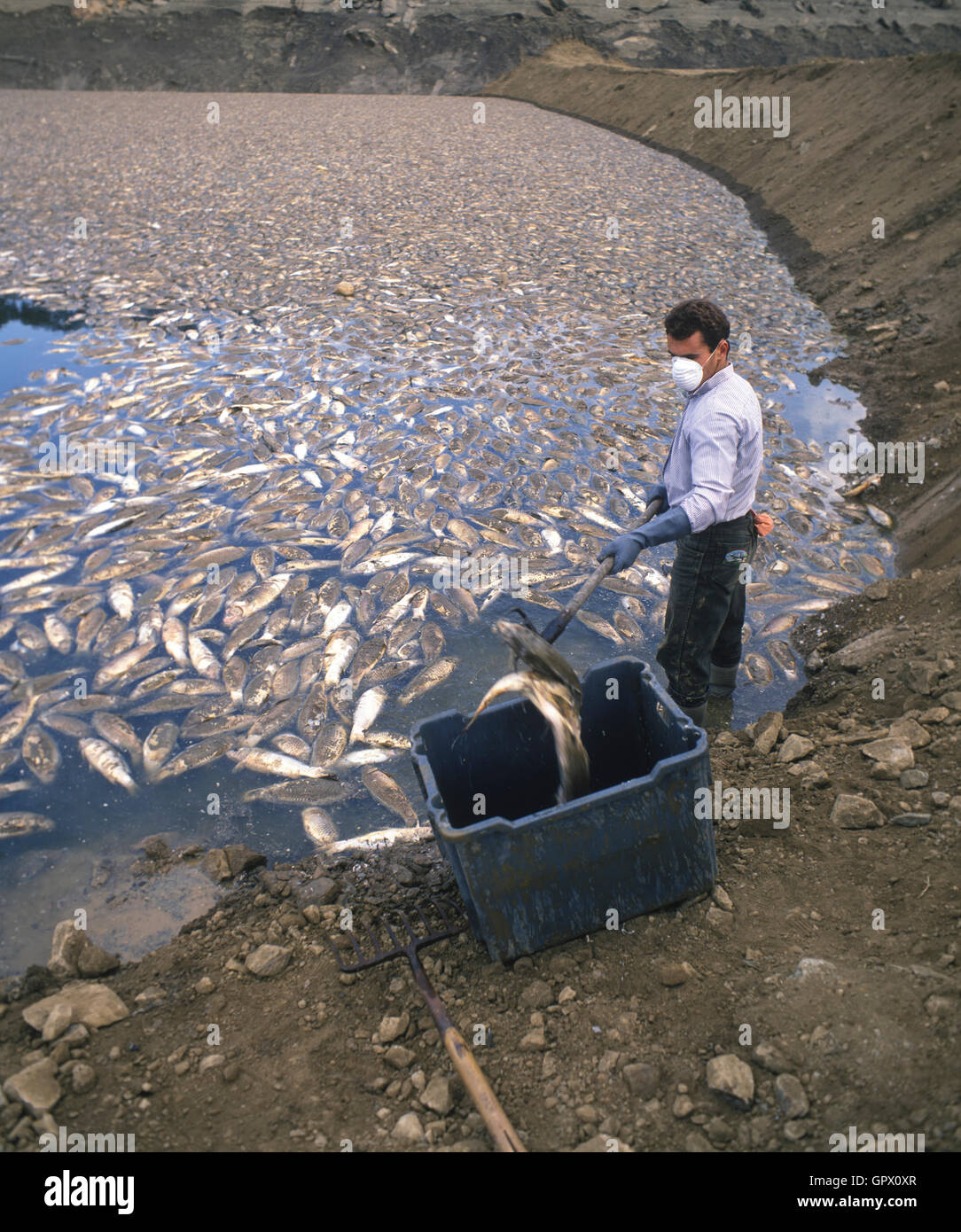 Fish With Barbels High Resolution Stock Photography and Images - Alamy