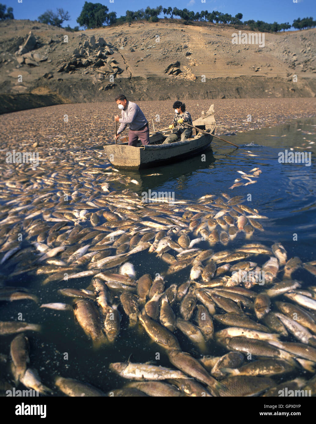Dead Fish Algae Stock Photos & Dead Fish Algae Stock Images - Alamy