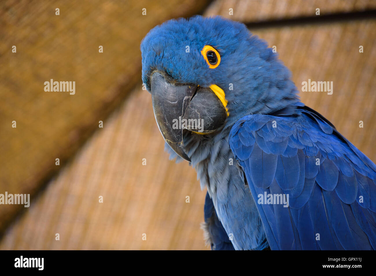 Closeup of a vibrant blue Hyacinth Macaw Stock Photo - Alamy