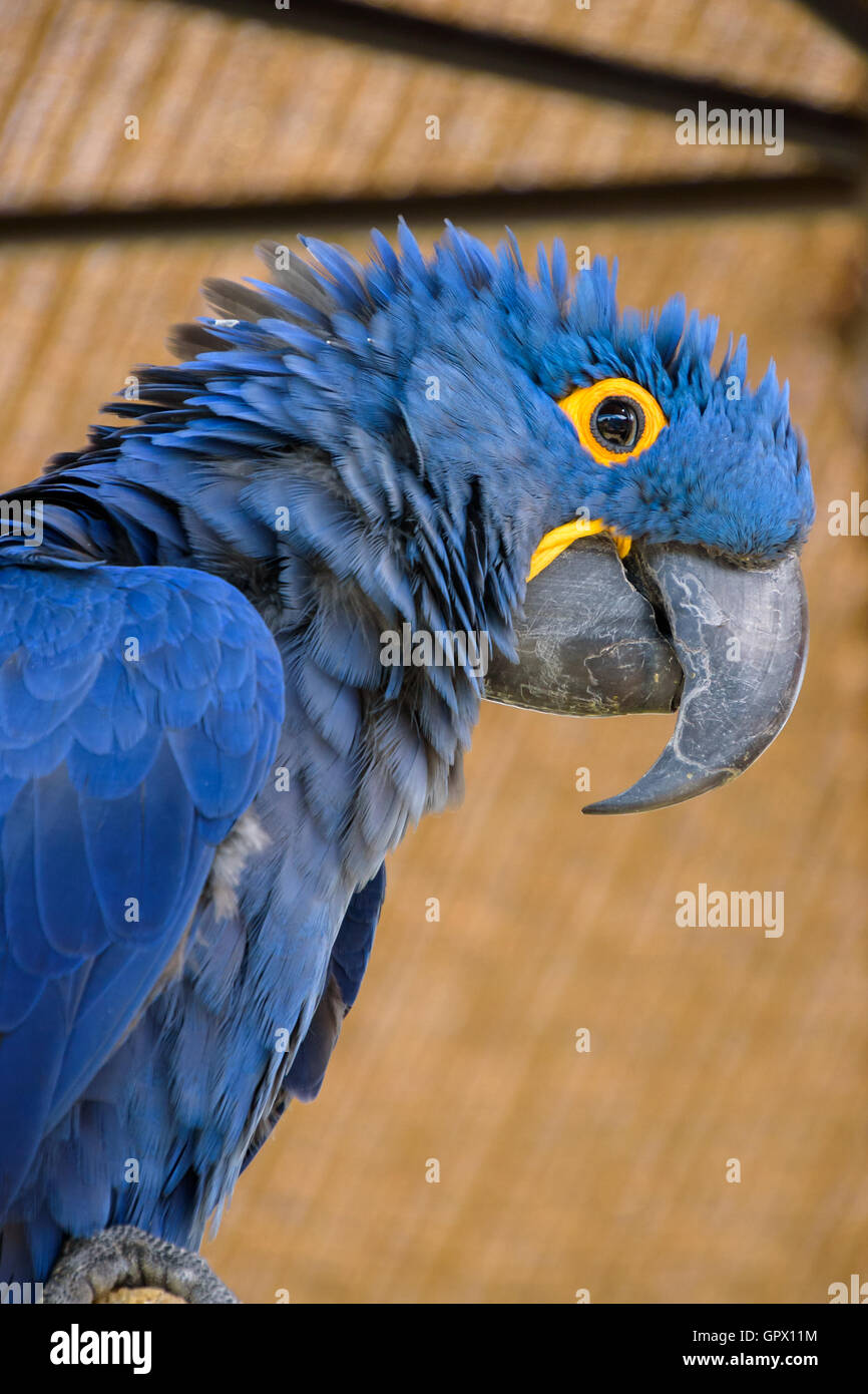 Closeup of a vibrant blue Hyacinth Macaw Stock Photo - Alamy