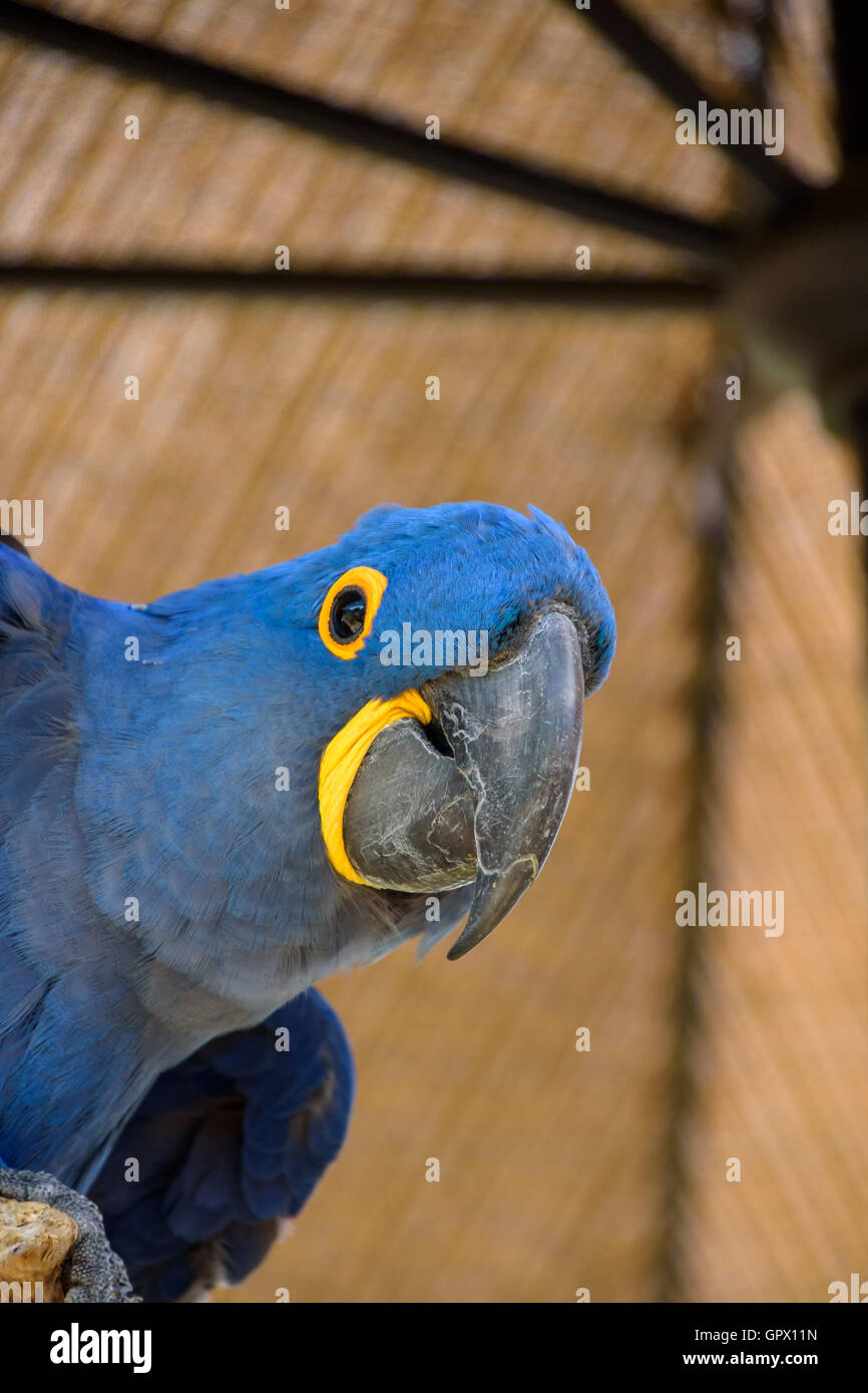 Closeup of a vibrant blue Hyacinth Macaw Stock Photo - Alamy