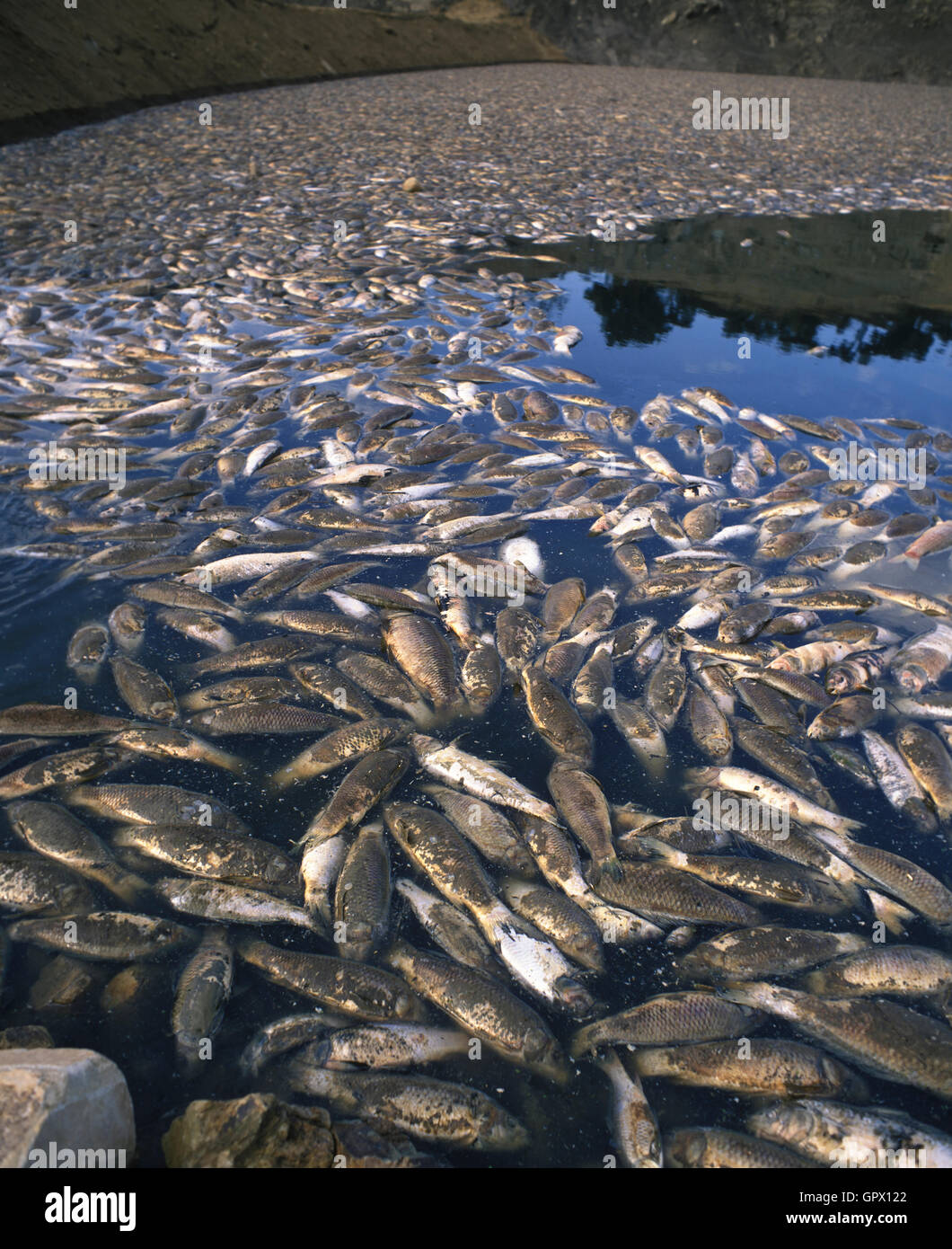 Putrid Fish High Resolution Stock Photography and Images - Alamy