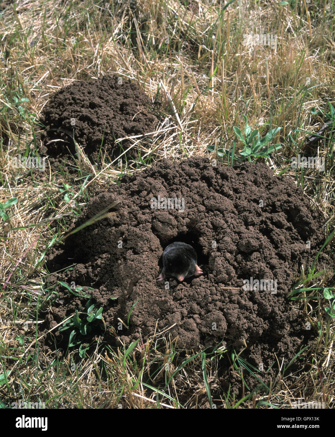 Mole Mounds High Resolution Stock Photography and Images - Alamy