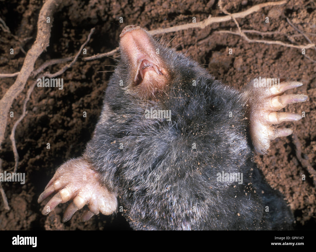 Insectivore Teeth High Resolution Stock Photography and Images - Alamy