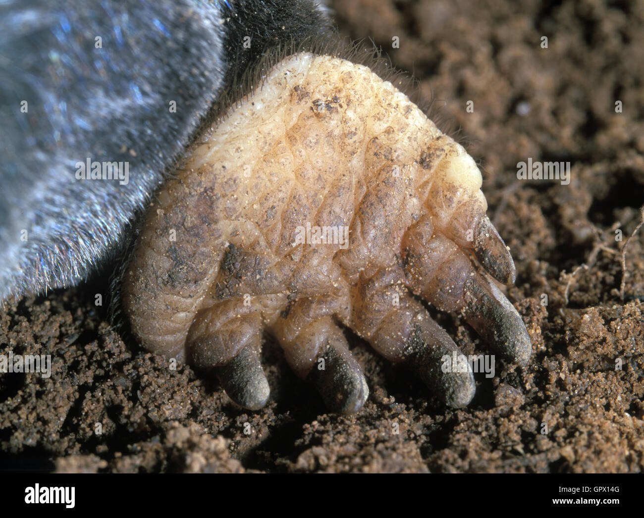 Mole Paw Stock Photos & Mole Paw Stock Images - Alamy
