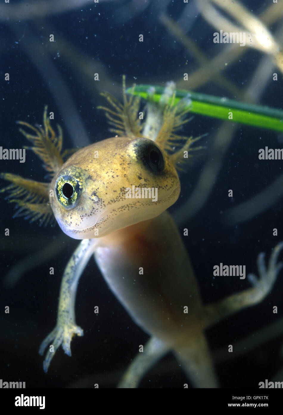 Salamander Larva High Resolution Stock Photography and Images - Alamy