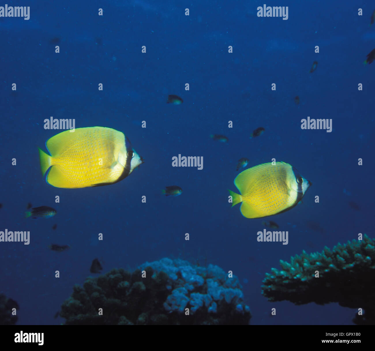 Zanzibar Butterfly High Resolution Stock Photography and Images - Alamy