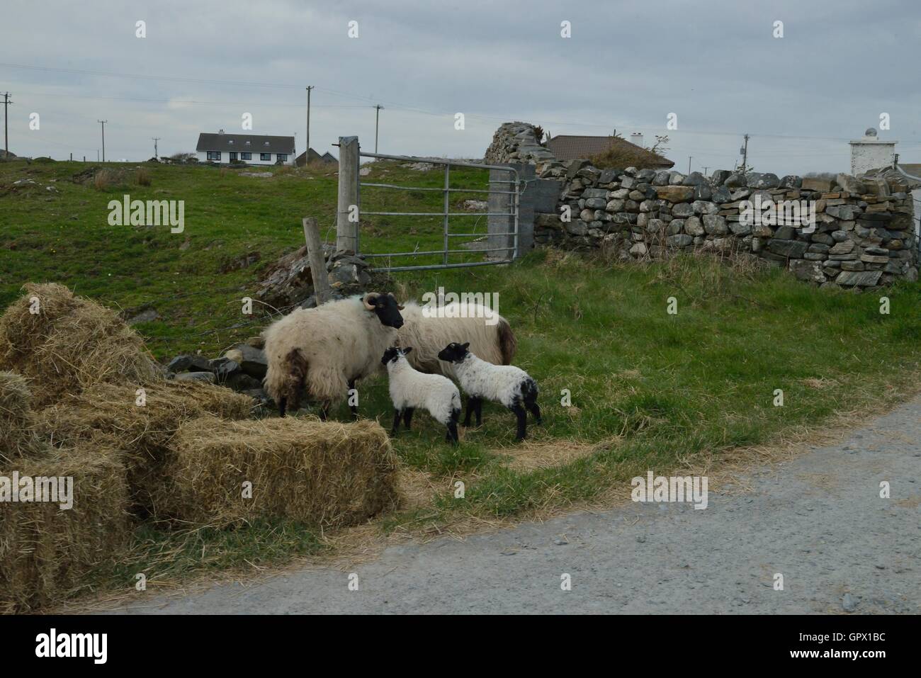 Irish Sheep and Lambs roaming free on the roadside on Inishbofin Island ...