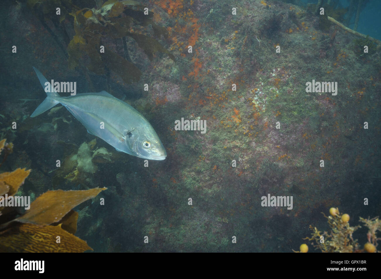 Trevally fish hi-res stock photography and images - Alamy