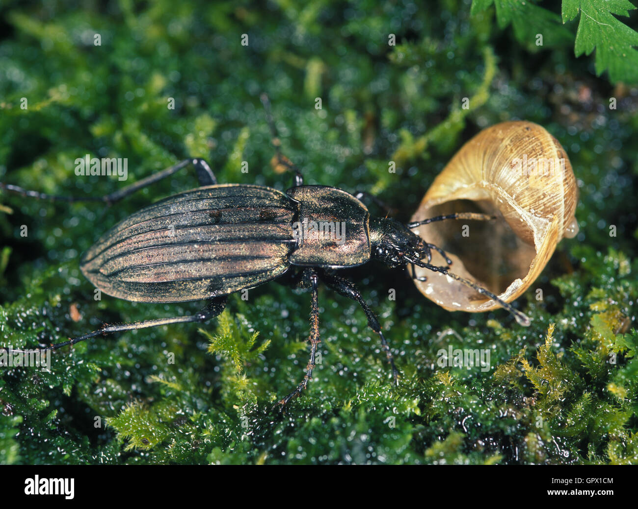 Beetles Of Europe Stock Photos & Beetles Of Europe Stock Images - Alamy