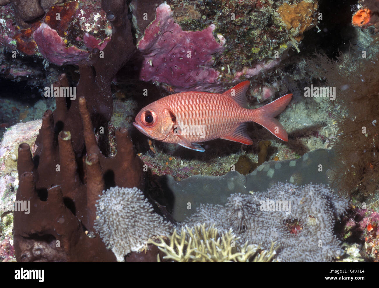 Soldierfish High Resolution Stock Photography and Images - Alamy