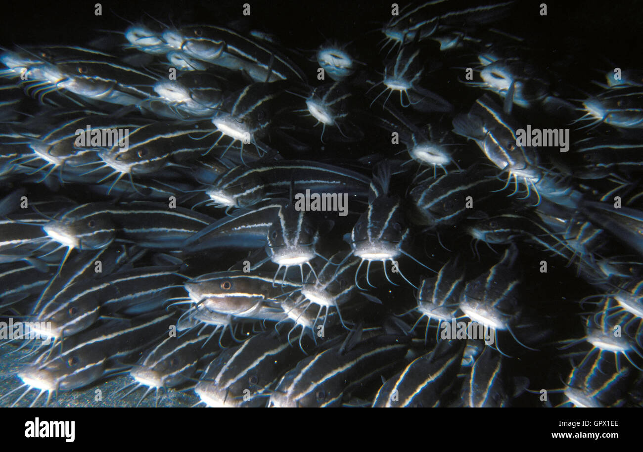 Venomous Striped Eel Catfish High Resolution Stock Photography and ...