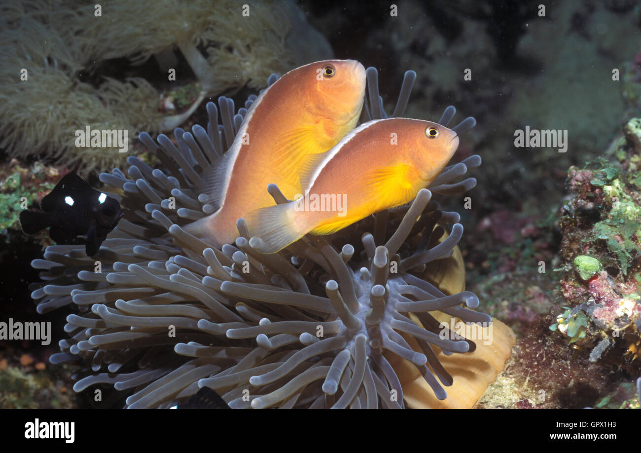 Yellow Tropical Fish High Resolution Stock Photography and Images - Alamy