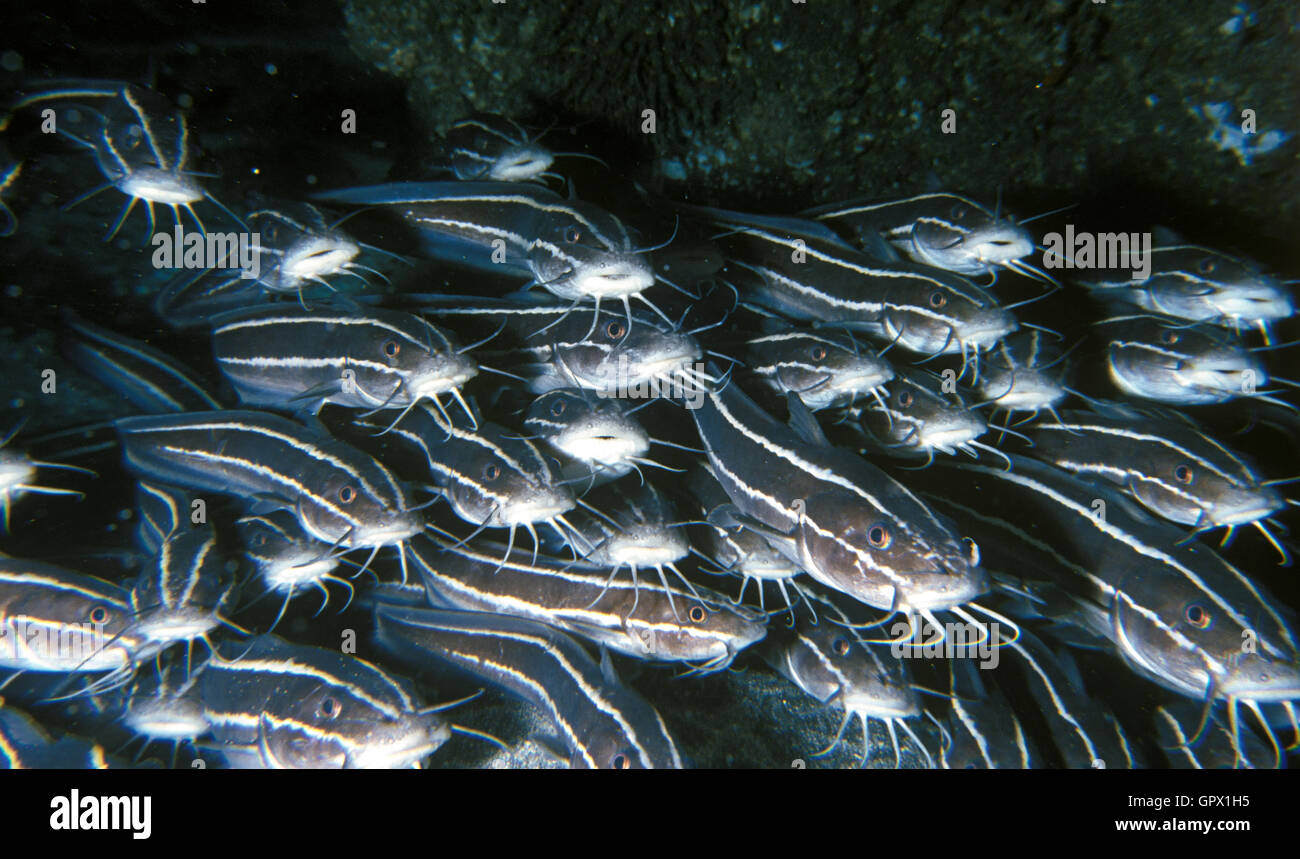 Venomous Striped Eel Catfish High Resolution Stock Photography and ...