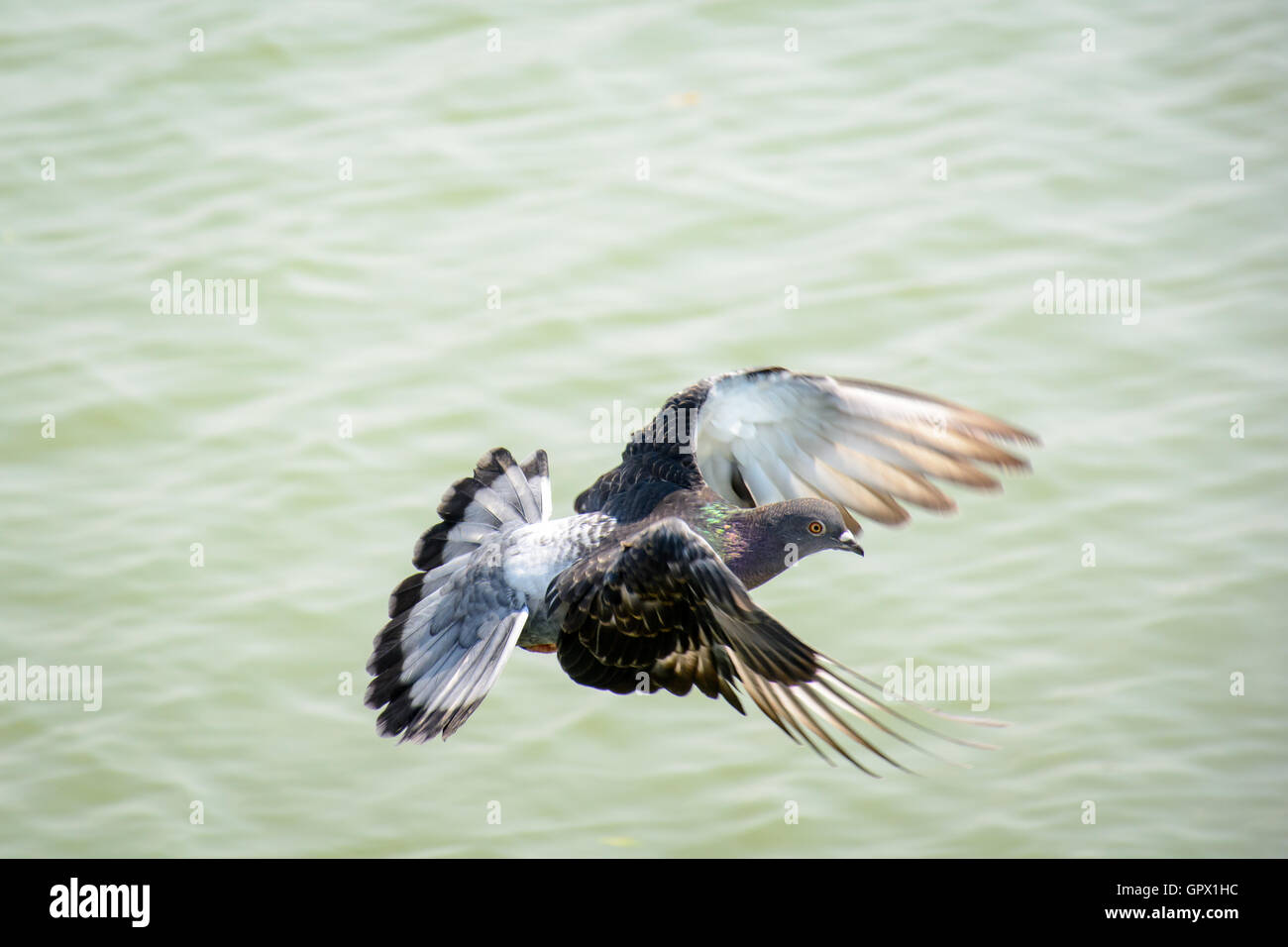 Close Up Dove Flying above Green Lake. Super High Shutter Speed to ...