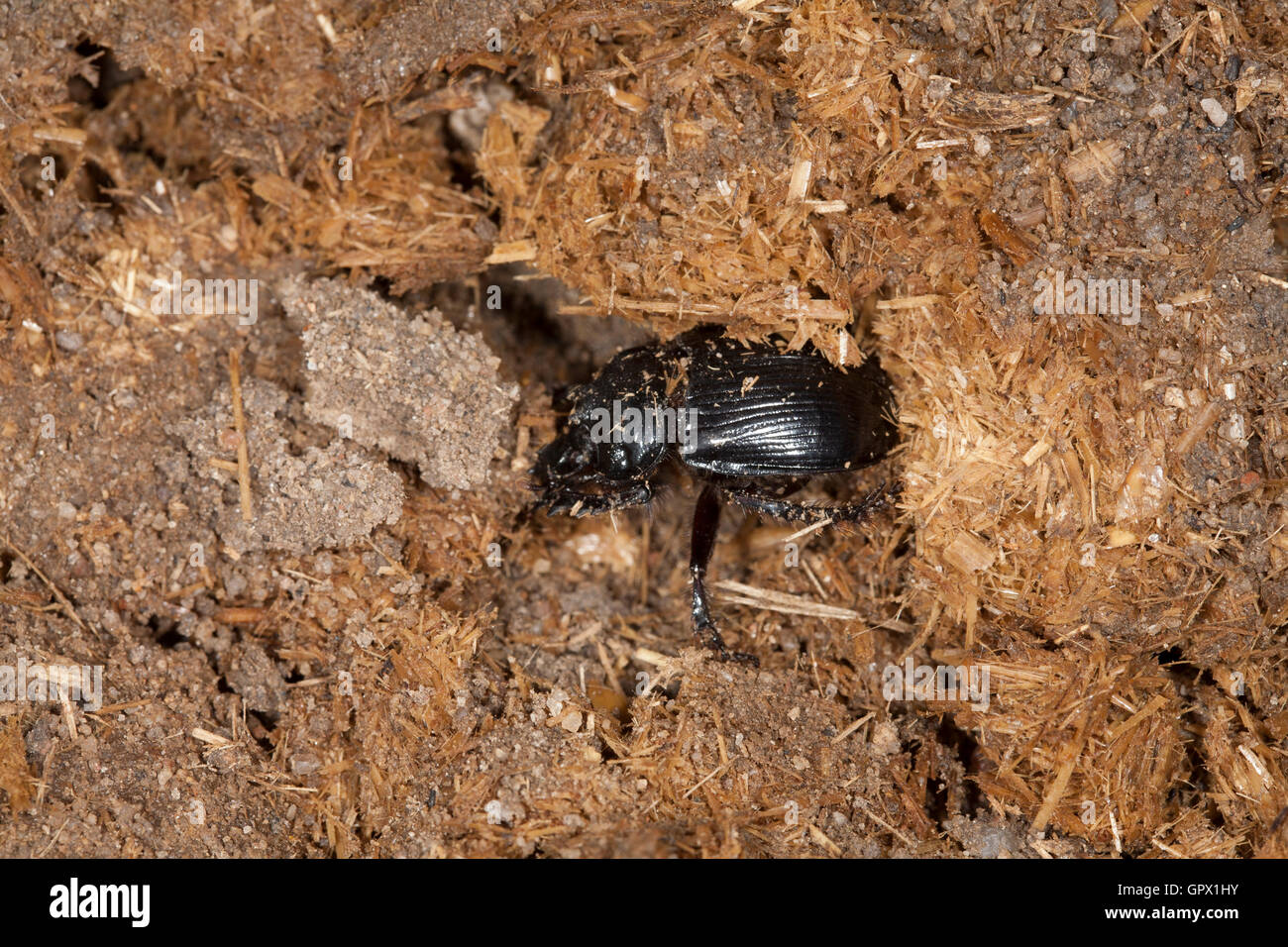 Cow Dung Beetle High Resolution Stock Photography and Images - Alamy