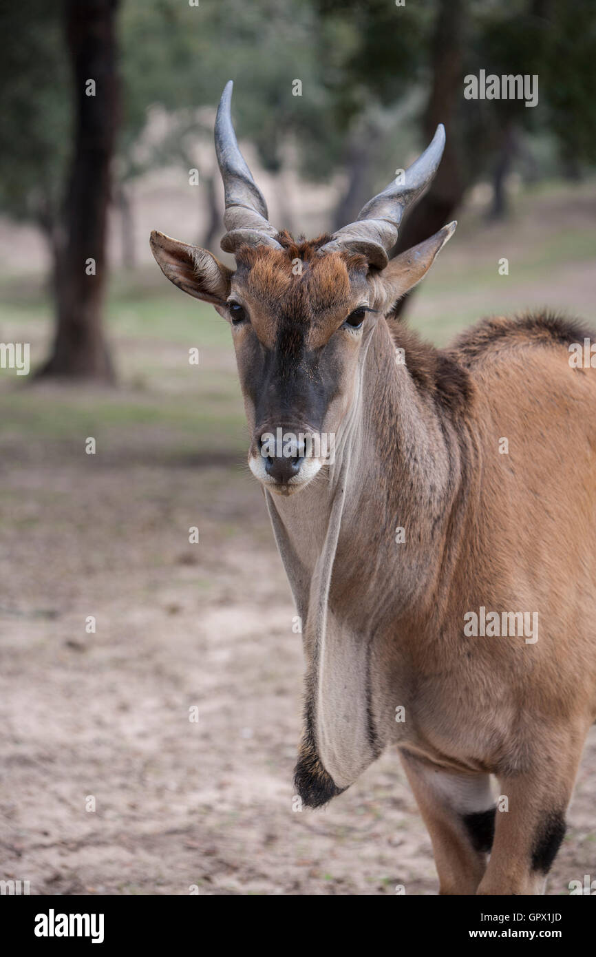 Derbianus High Resolution Stock Photography and Images - Alamy
