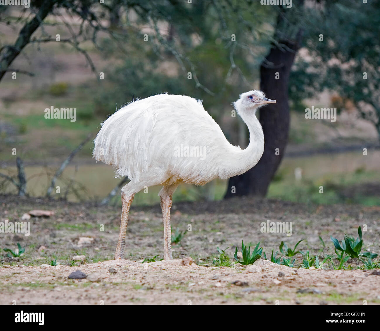 Thea White High Resolution Stock Photography and Images - Alamy