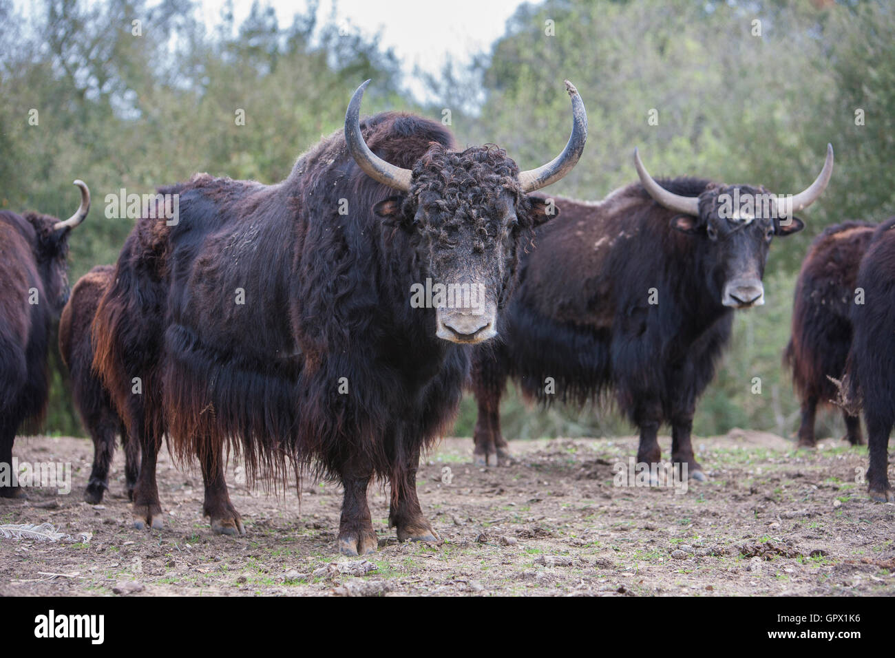 Bos Mutus High Resolution Stock Photography and Images - Alamy