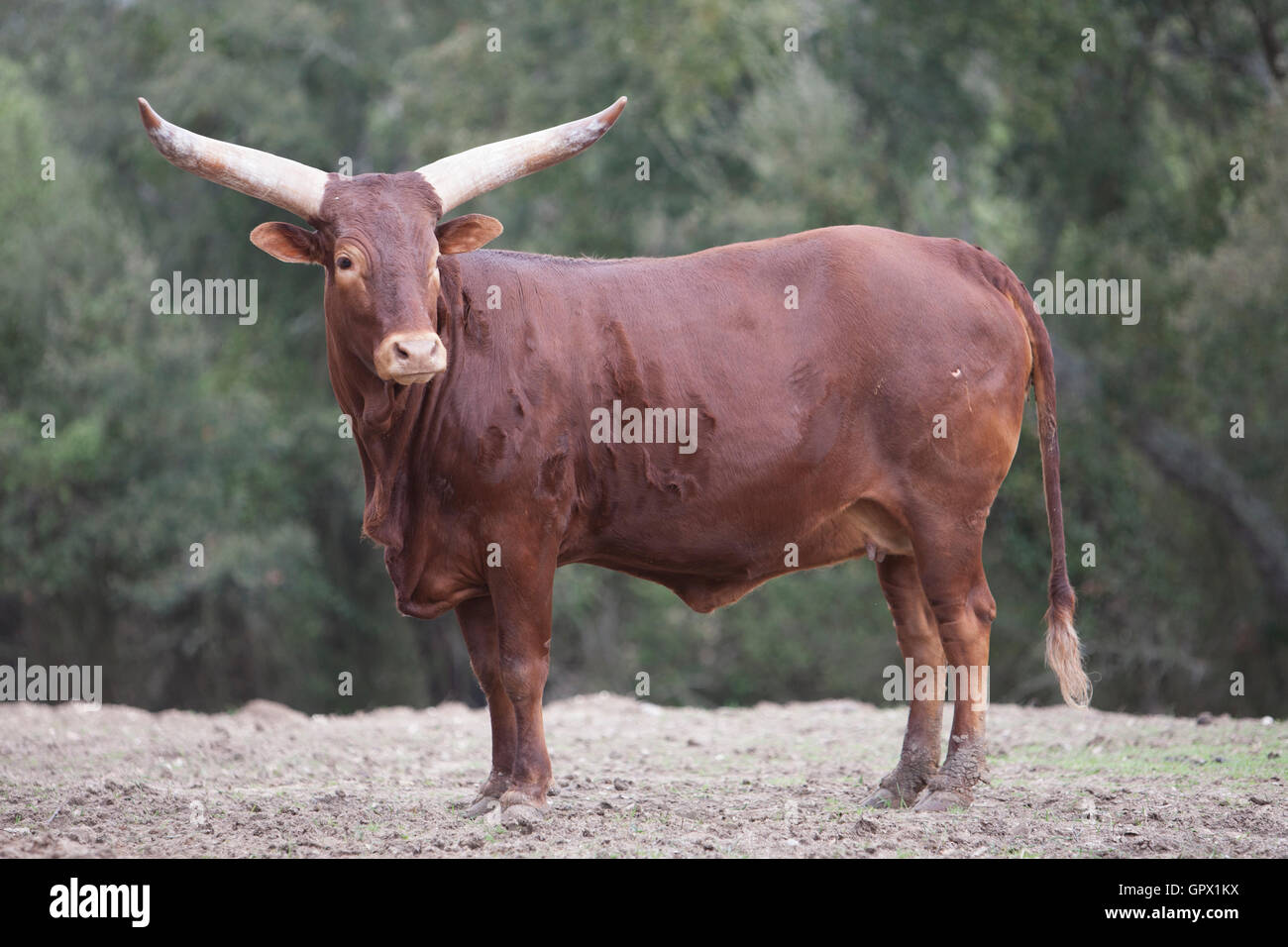 Sanga Cattle Stock Photos & Sanga Cattle Stock Images - Alamy