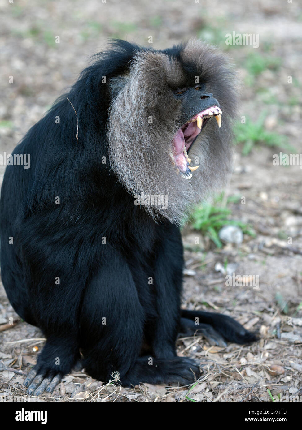 Macaque Monkey Teeth Stock Photos & Macaque Monkey Teeth Stock Images ...