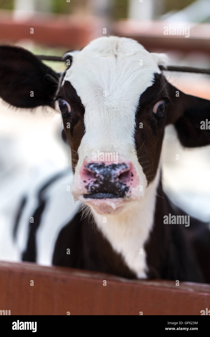 Cow front close up hi-res stock photography and images - Alamy