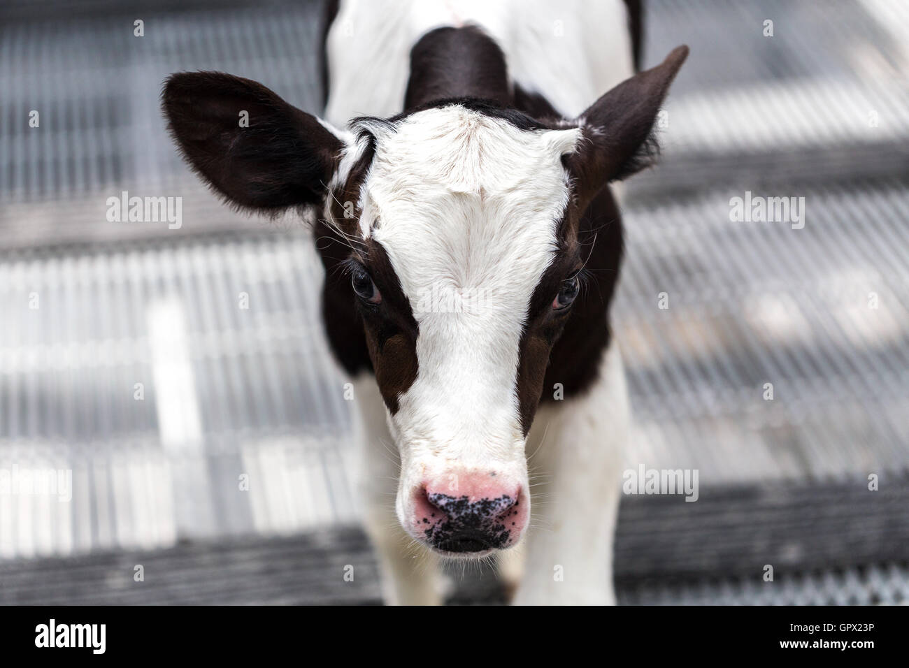 Cow front close up hi-res stock photography and images - Alamy