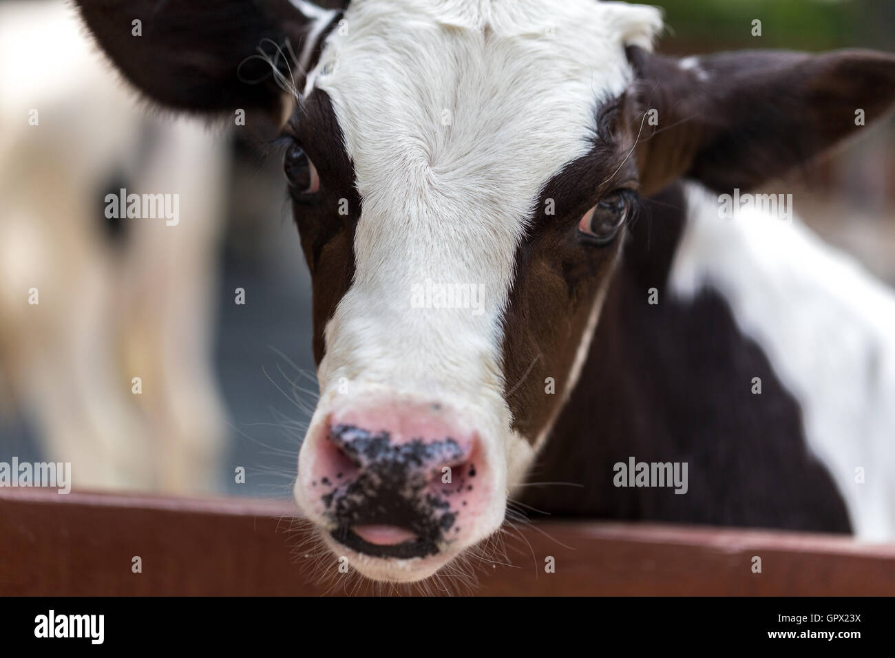 Cow head shot hi-res stock photography and images - Alamy