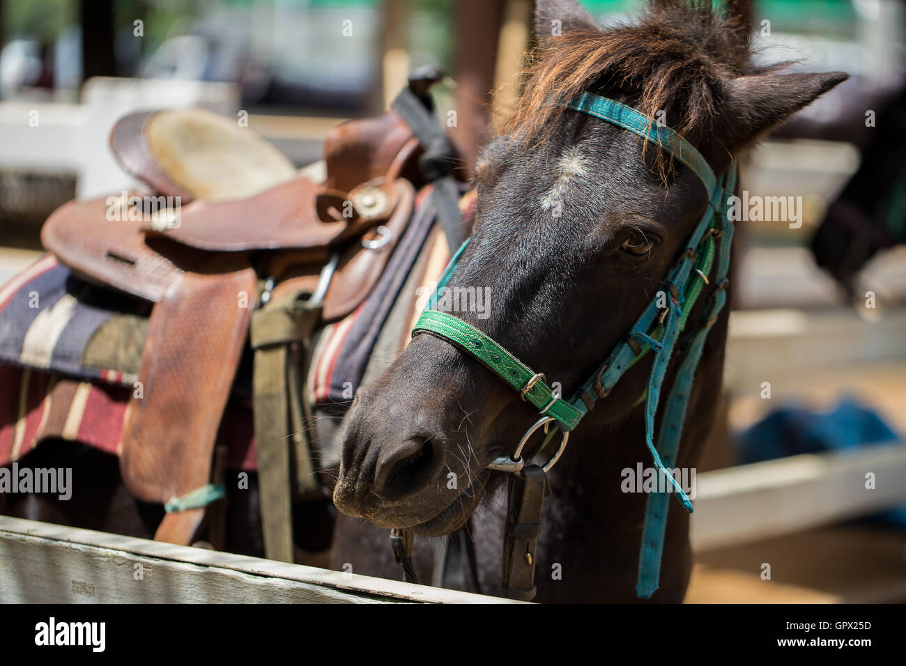 Front shot hi-res stock photography and images - Alamy