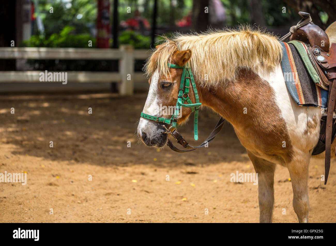 Pony in farm or livestock in HDR Stock Photo - Alamy