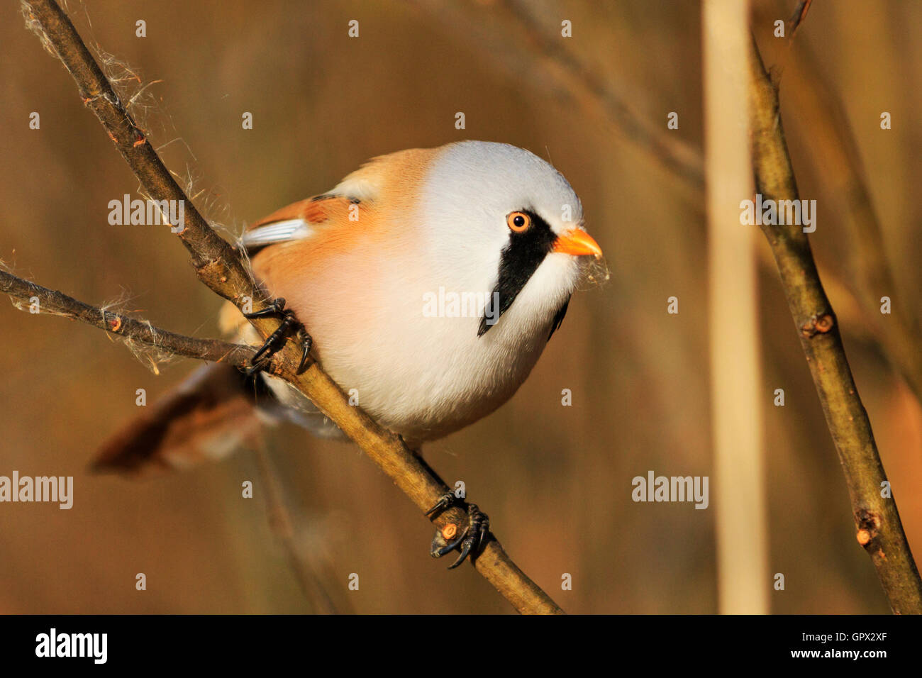 Bearded reedling among gold leaves,birds, unique birds, beautiful ...