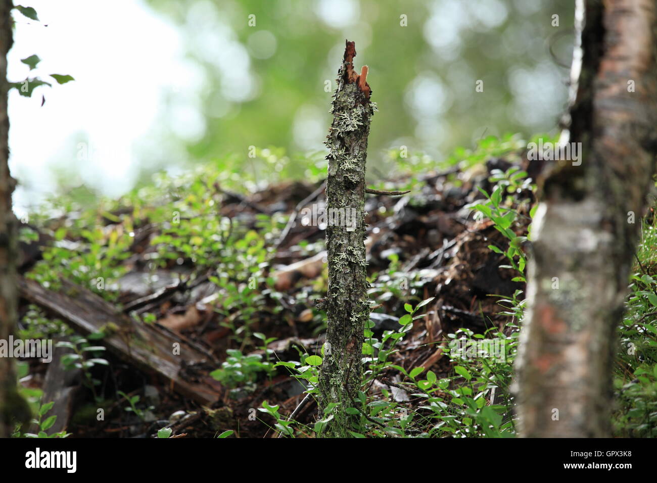 Destroyed tree hi-res stock photography and images - Alamy