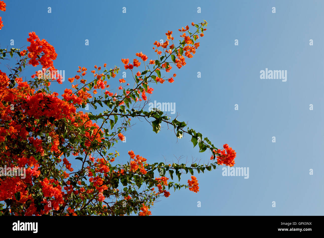 in the spring colors oman flowers and garden Stock Photo - Alamy