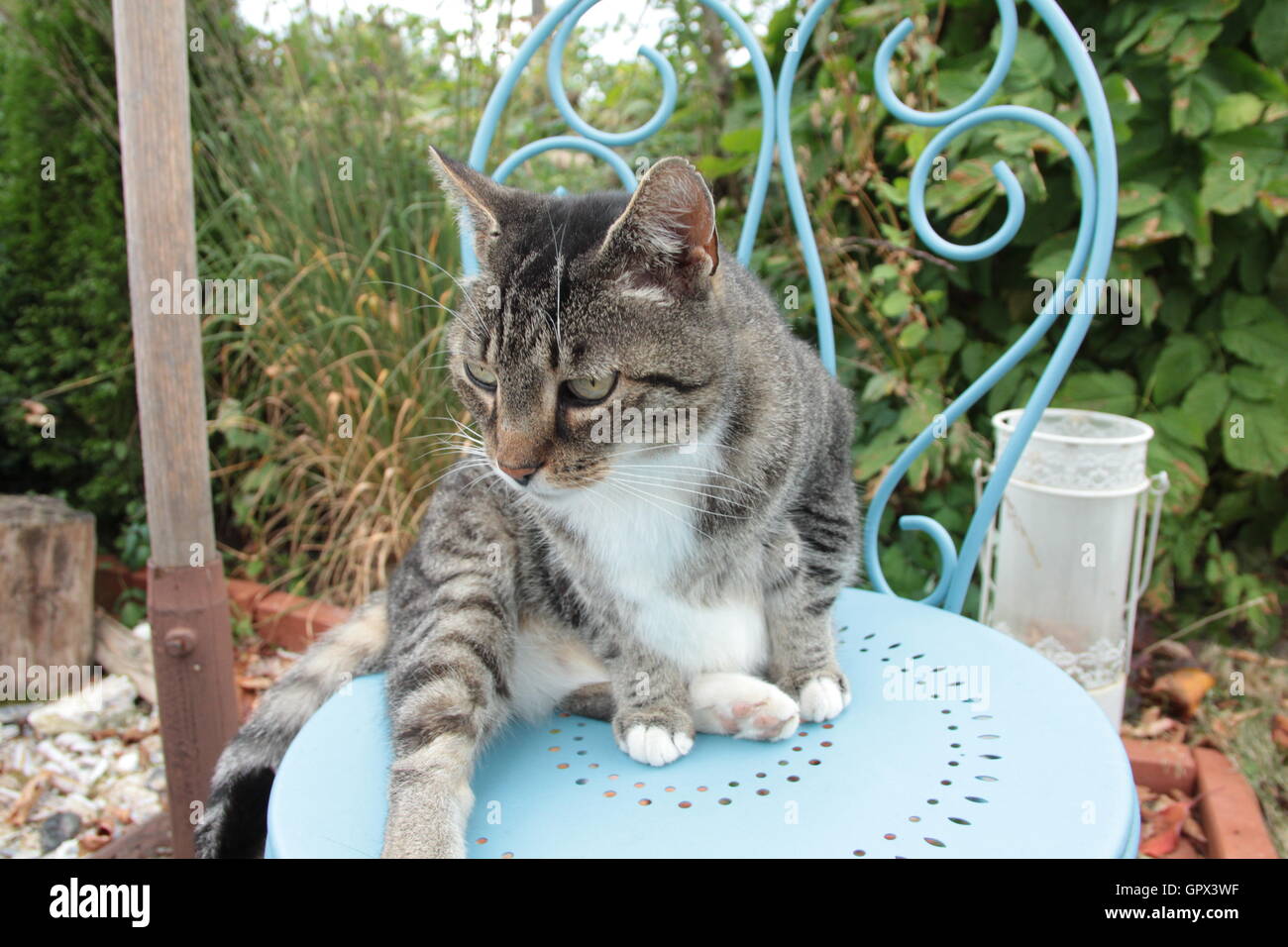 Blue tabby cat hi-res stock photography and images - Alamy