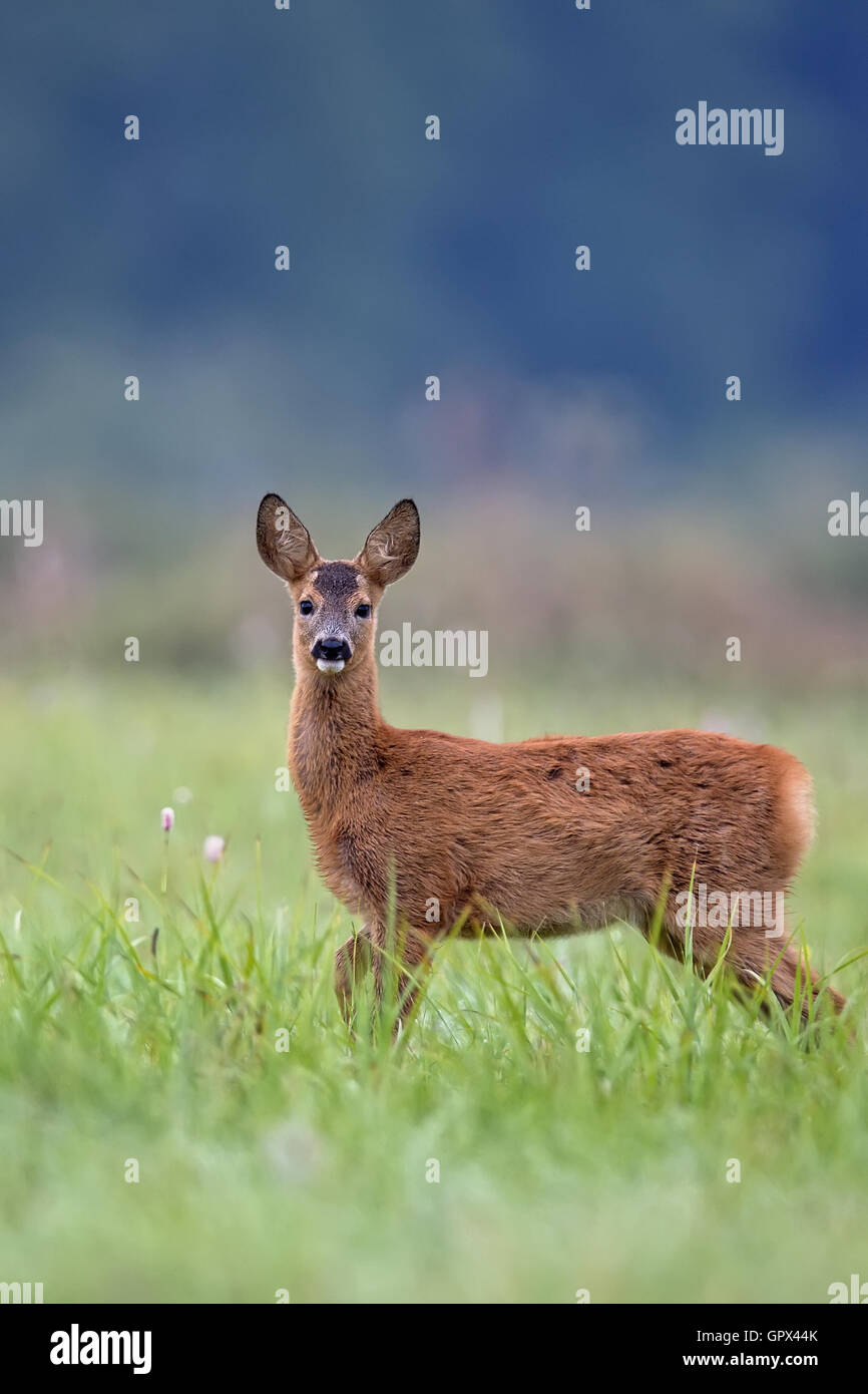 Young roe deer hi-res stock photography and images - Alamy