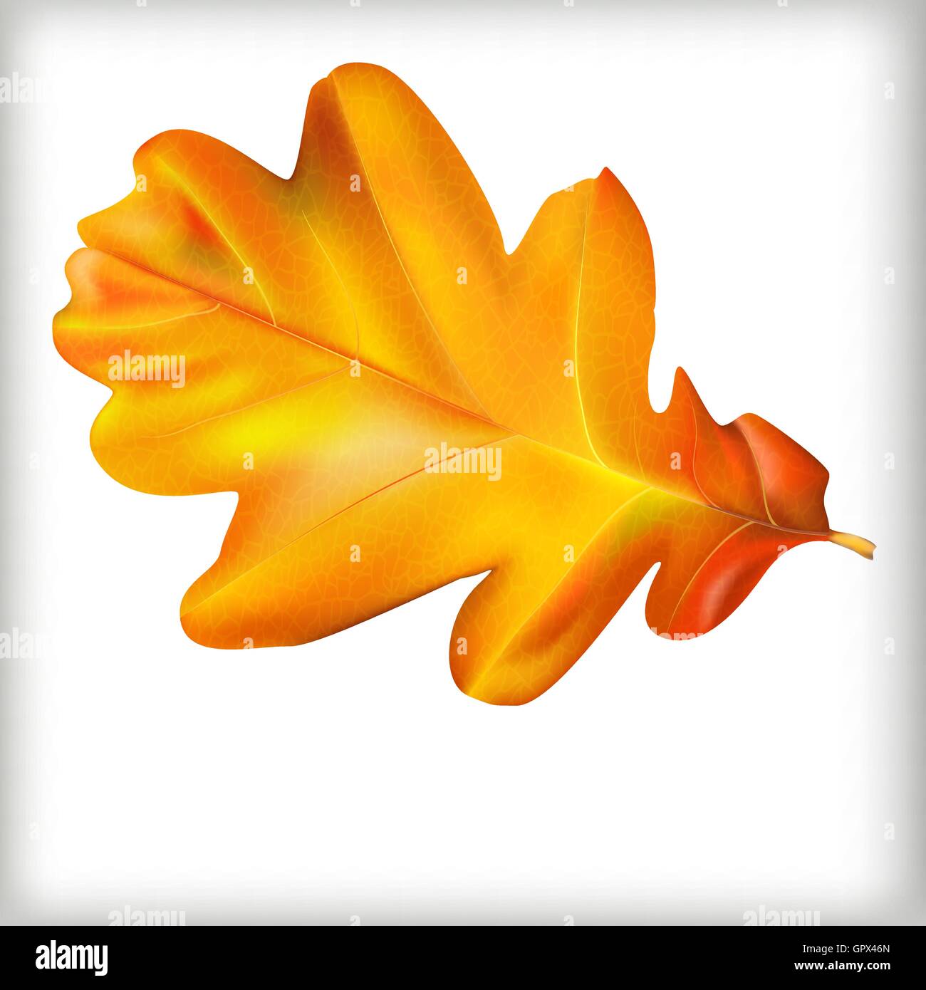 oak leaf vector illustration Stock Vector Image & Art - Alamy