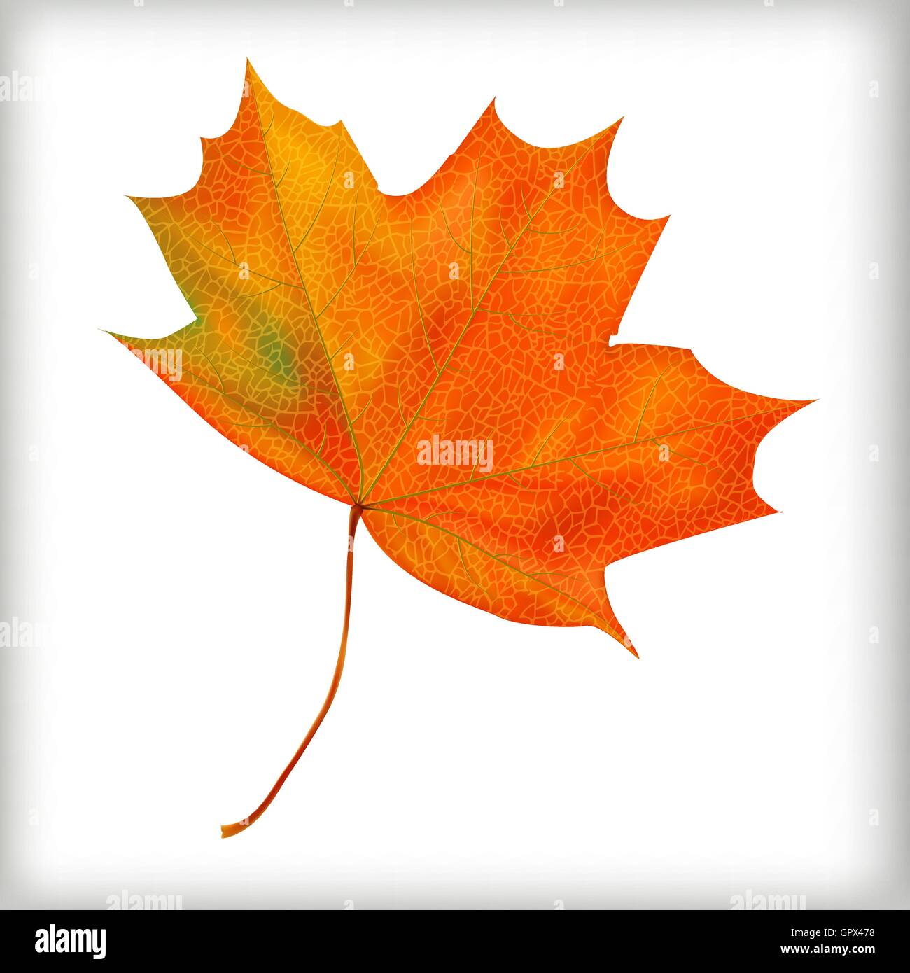 Maple leaf with white detail Stock Vector Images - Alamy